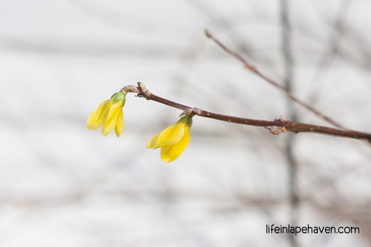 The Hope of Spring - Life in Lape Haven